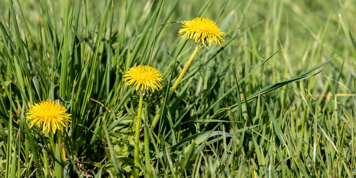 We Discovered the BEST Way to Get Rid of Dandelions In Your Yard For Good