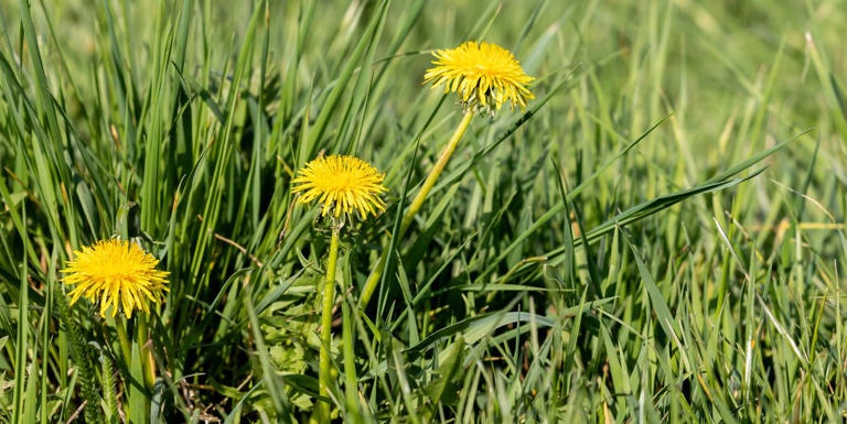 We Discovered the BEST Way to Get Rid of Dandelions In Your Yard For Good