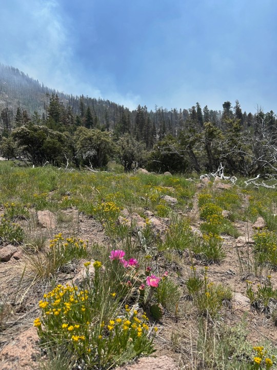 Water outages prompt refunds for affected campers in Dixie National Forest