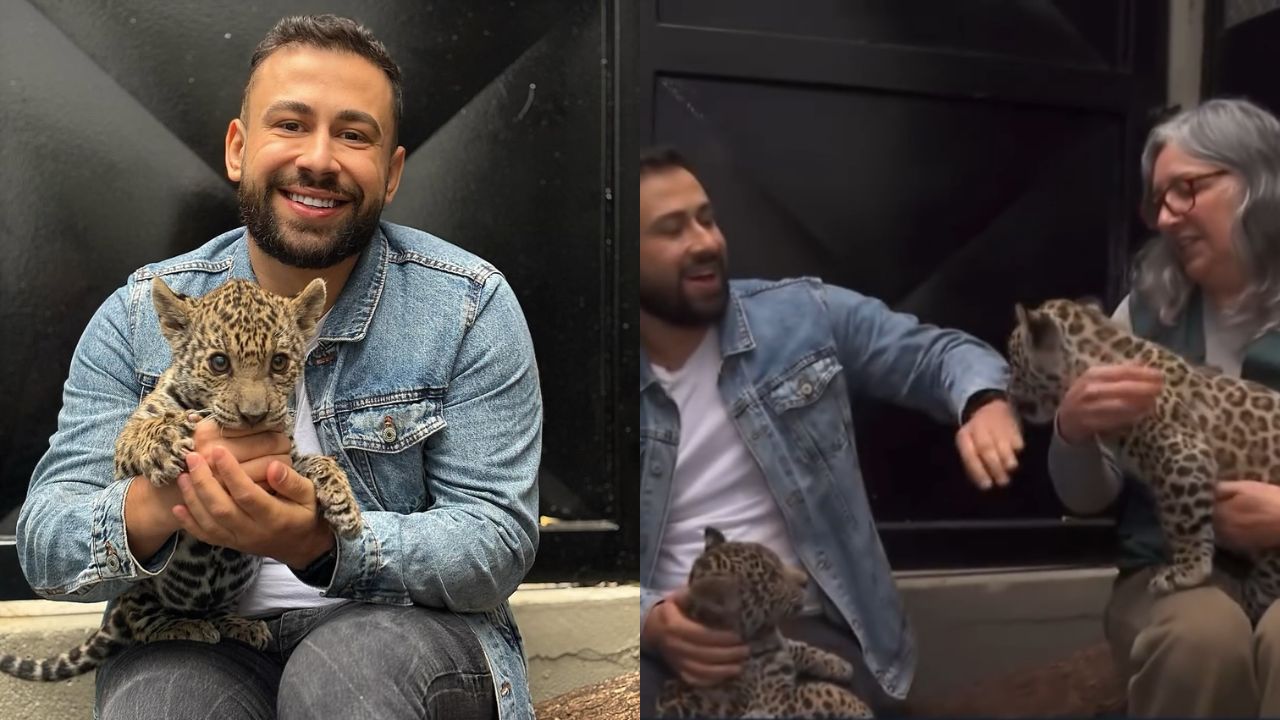 Brazilian reporter is “attacked” live by a jaguar cub and his reaction ...