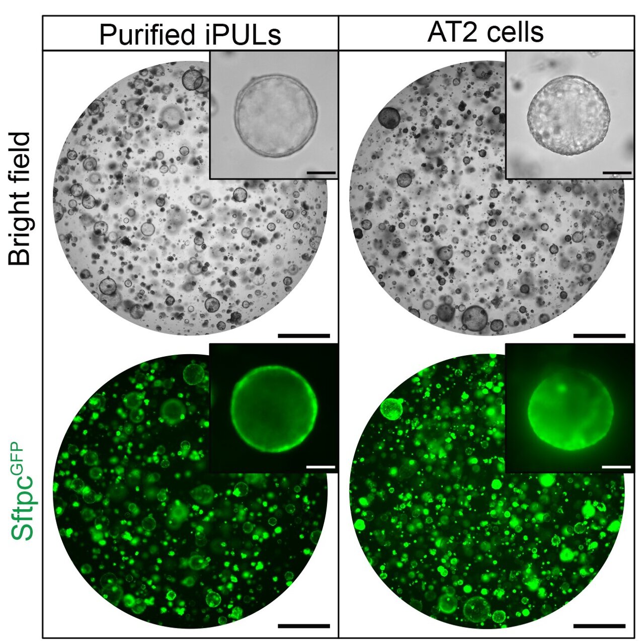 Lung cells generated from mouse fibroblasts in just 7 to 10 days ...