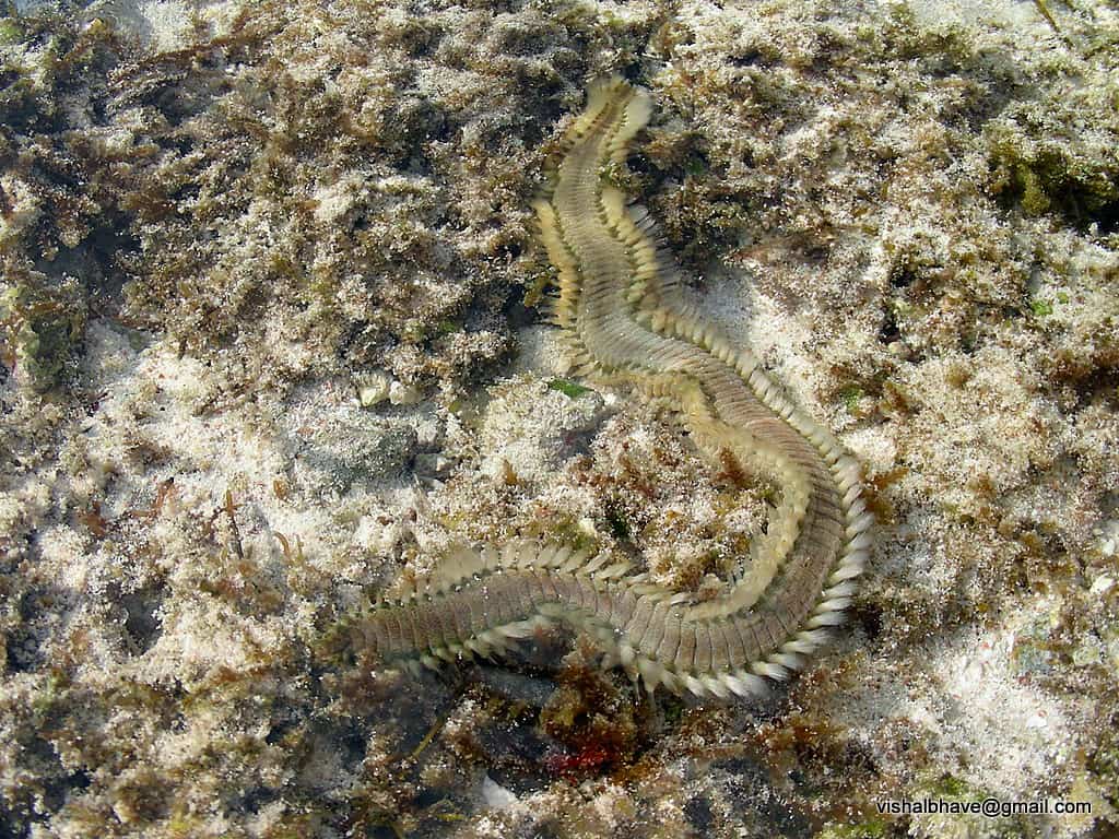 The Strange Breathing Tactics of Marine Worms
