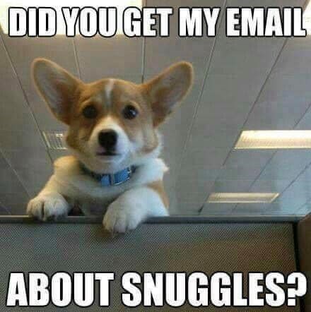 26 Dog Memes That Prove Dogs are Just Vibes, Drool, and Questionable ...