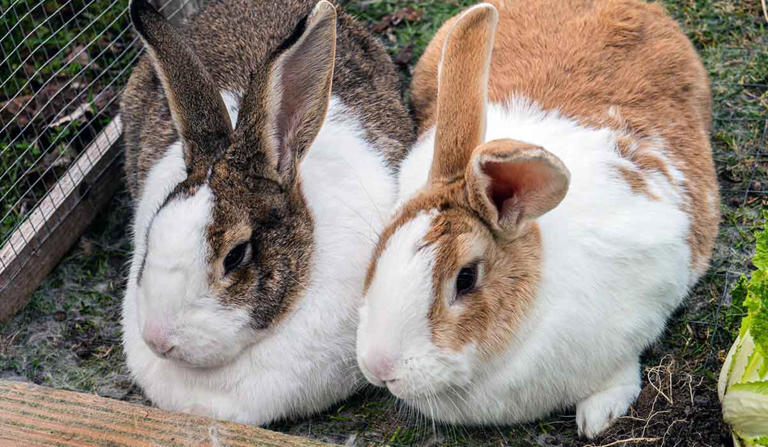 Male vs. Female Rabbits: Which is Best?