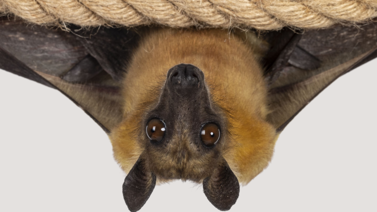 Australian Man Dies From An 'Extremely Rare' Rabies Like Infection ...