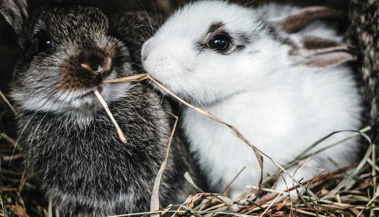Male vs. Female Rabbits: Which is Best?