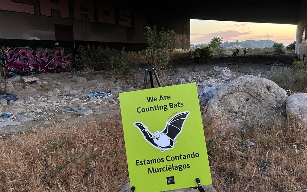 Want to connect with LA’s wild side? Try counting bats under the freeway