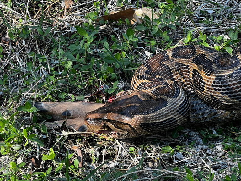 Has a Burmese python ever killed people in Florida? About the invasive ...