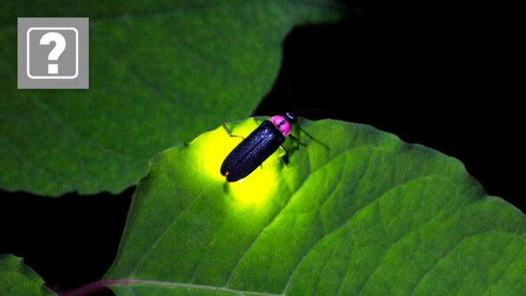 Are Missouri's fireflies going extinct? Experts weigh in