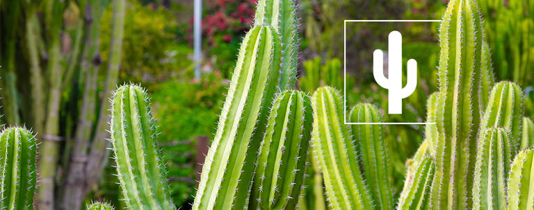 Guía completa para limpiar un cactus sin pincharse y mantenerlo saludable