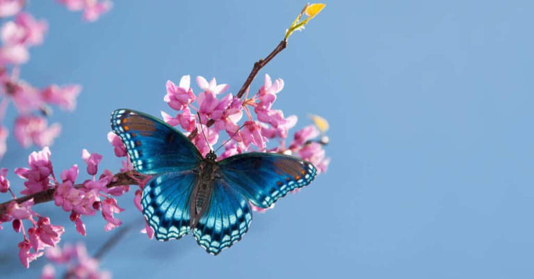 Do Butterflies Bite?
