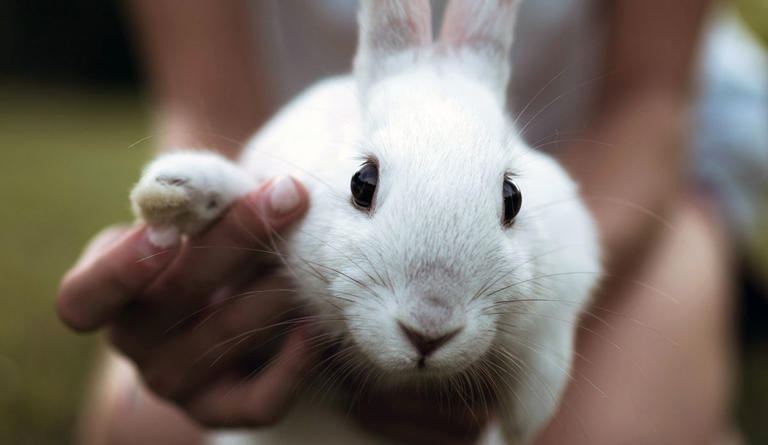 Male vs. Female Rabbits: Which is Best?