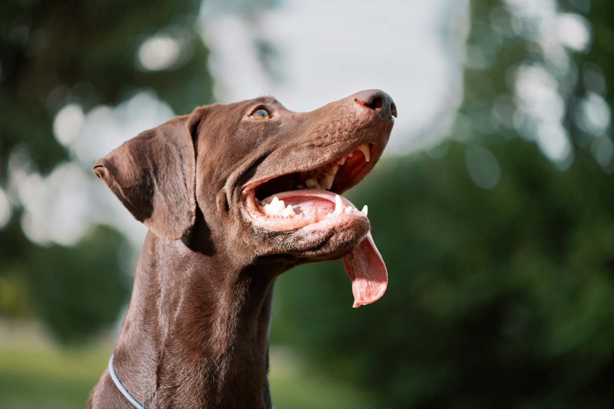Rescue Dog's Cute Dance in Anticipation of Playing Fetch Is So Irresistible