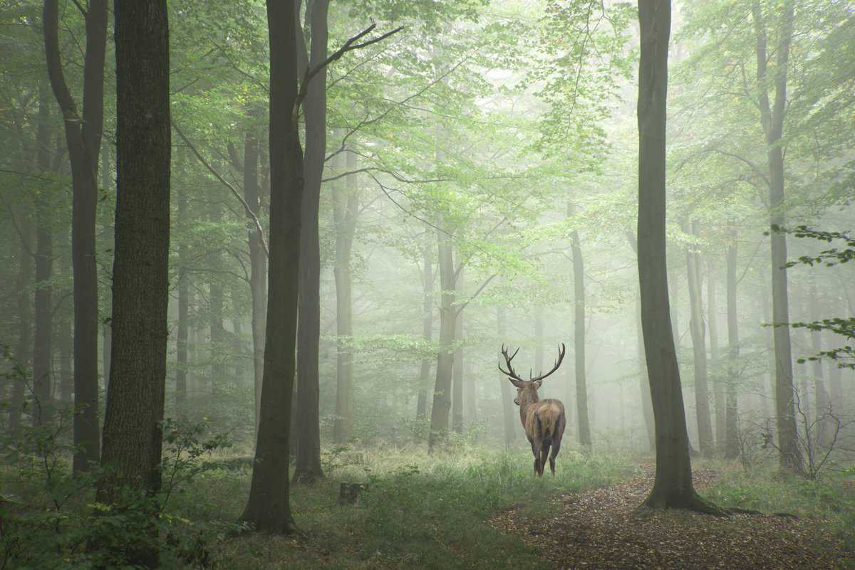 Are Deer a Sign From the Angels?