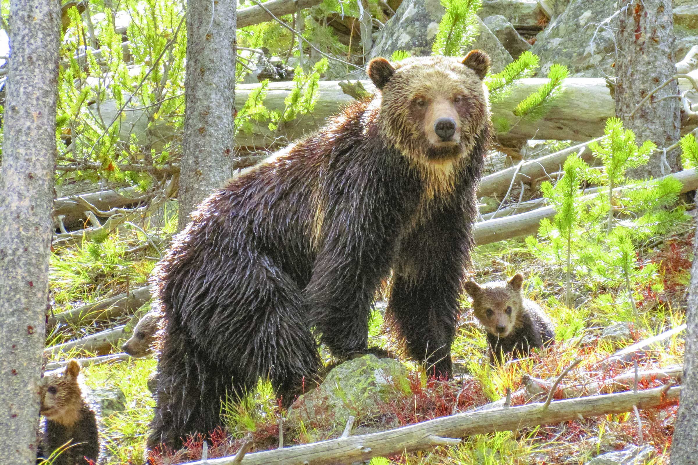 20 Amazing Wildlife Photos in Yellowstone National Park