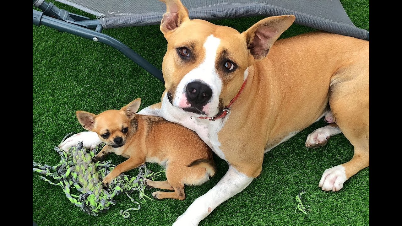 Best friends for life – watch their unbreakable bond in action