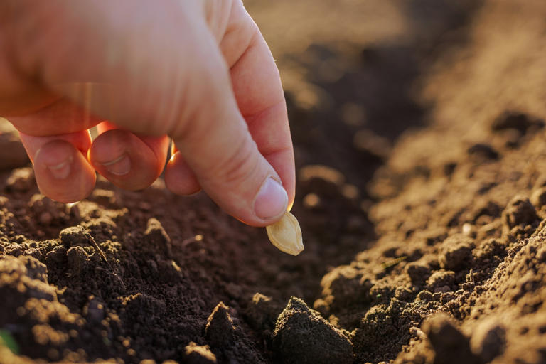 How to Propagate Plants: Seeds, Cuttings, and Division Explained