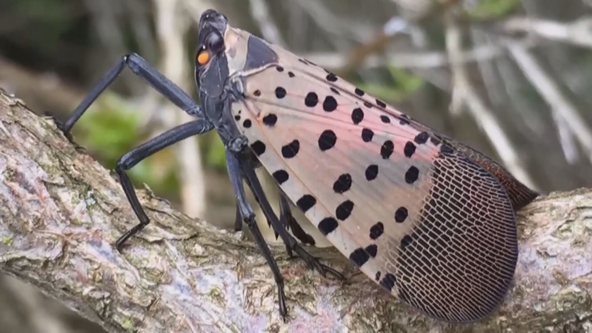 VDOF: If you see a spotted lanternfly, squash it