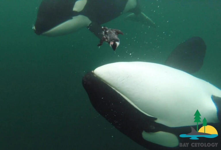 Killer whales seem to ‘invite’ humans for lunch