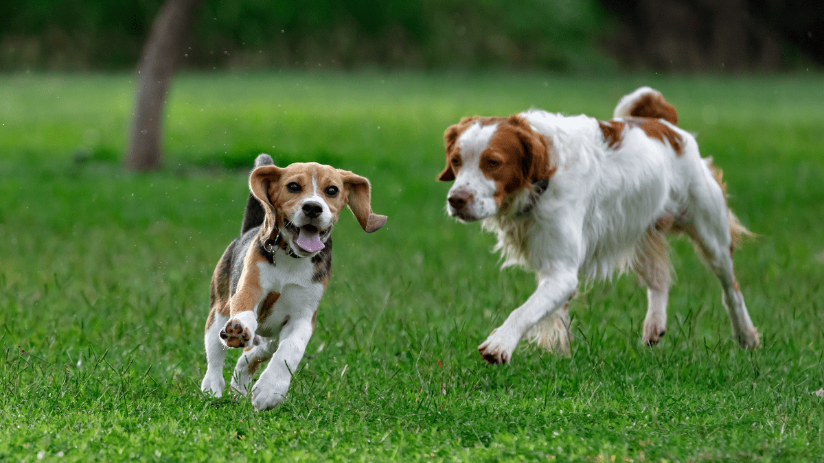 The 10 Scary Dog Park Dangers You Need to Watch For