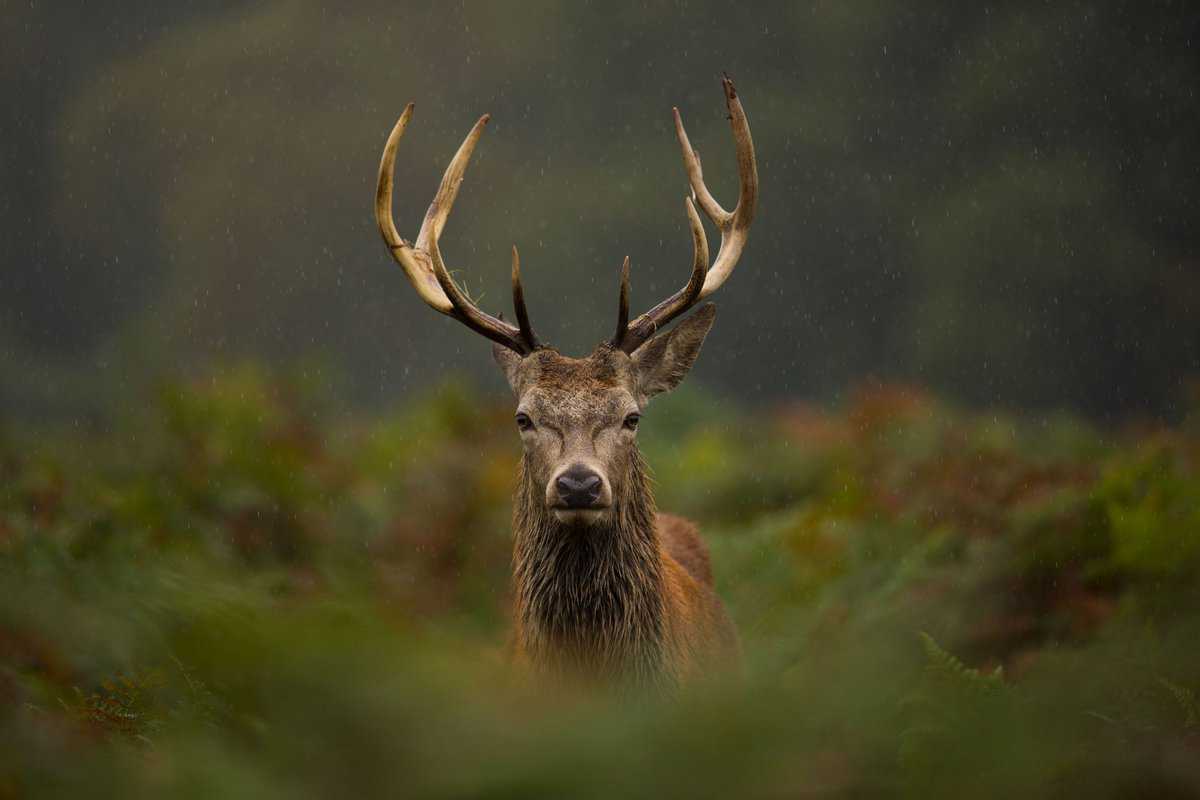 Are Deer a Sign From the Angels?