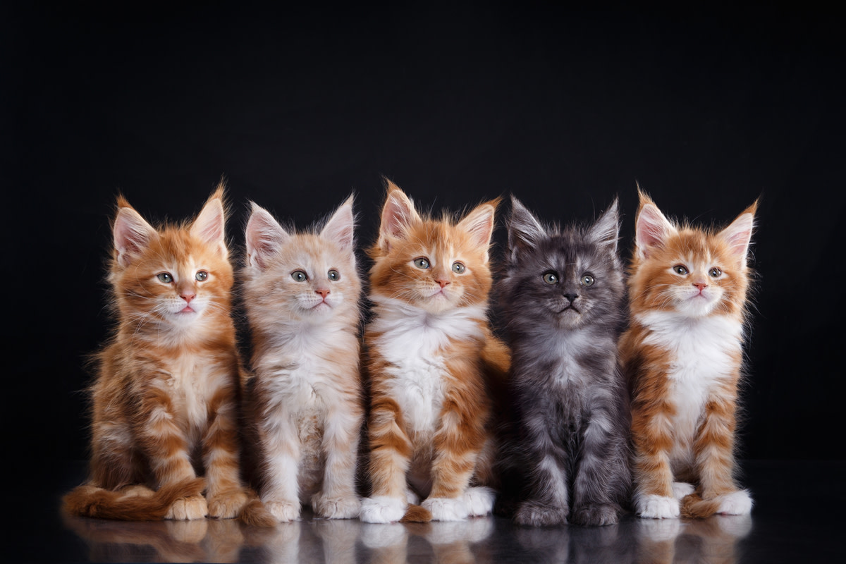 Maine Coon Cat’s ‘Ozzy Osbourne-Themed’ Kittens Come With the Perfect ...