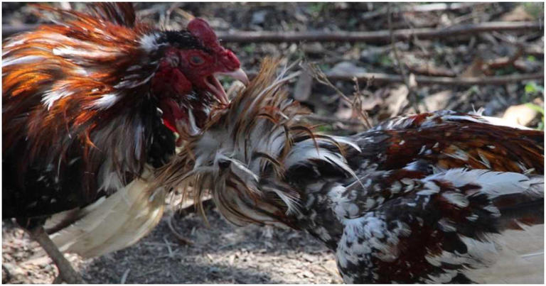 Alias Totoy claims he fought back due to threats to his family’s safety