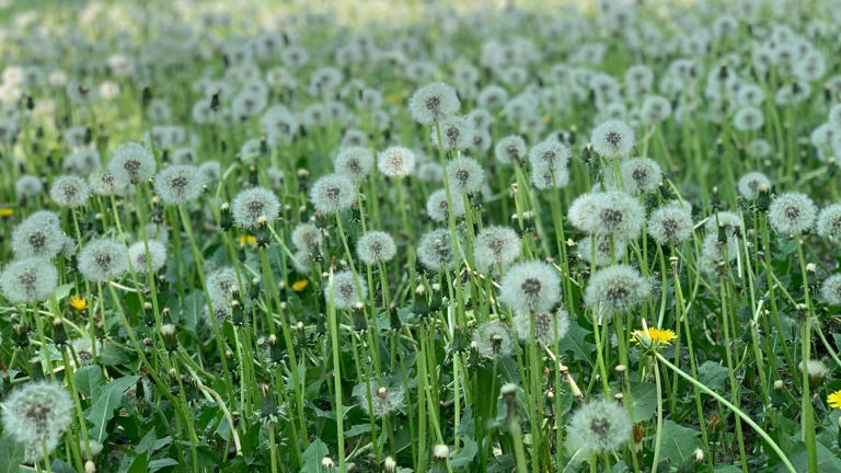 We Discovered the BEST Way to Get Rid of Dandelions In Your Yard For Good