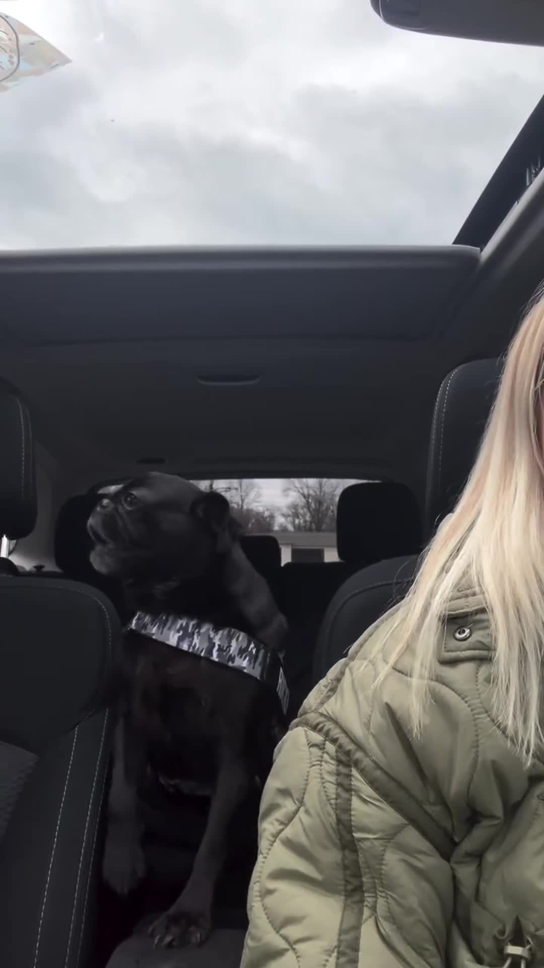 Dog's Hilarious Reaction to Car Ride Adventure