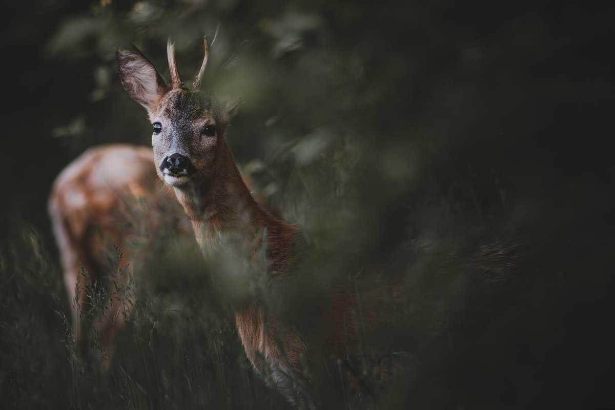Are Deer a Sign From the Angels?