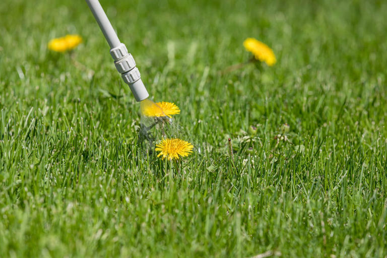 We Discovered the BEST Way to Get Rid of Dandelions In Your Yard For Good