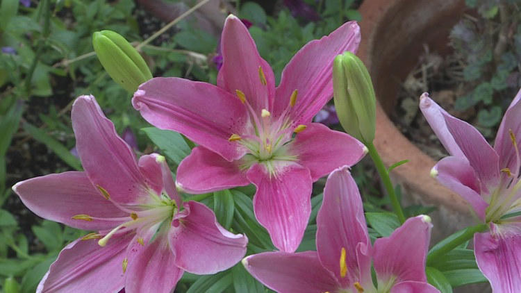 Proctor's Garden: All about lilies