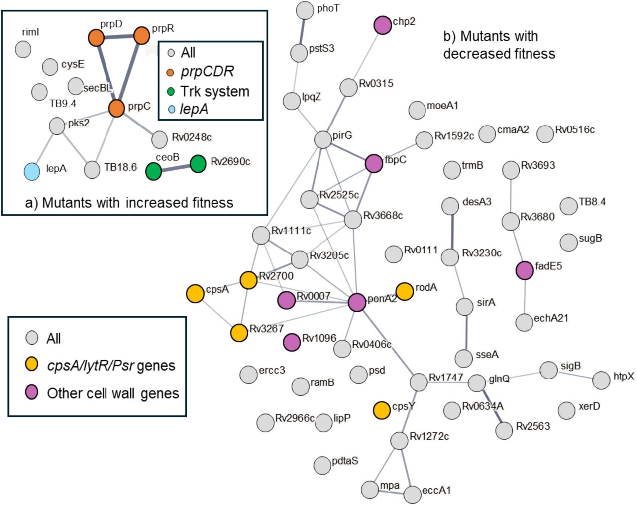 Tuberculosis 'zombie cell' weakness identified using genetically ...