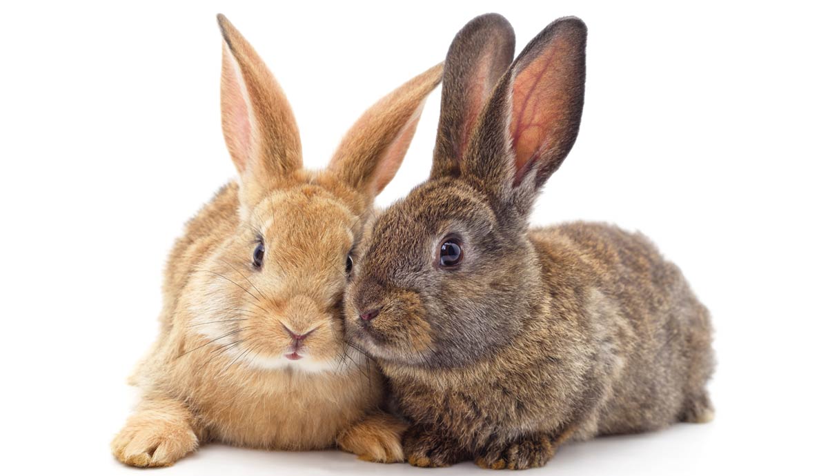 Male vs. Female Rabbits: Which is Best?