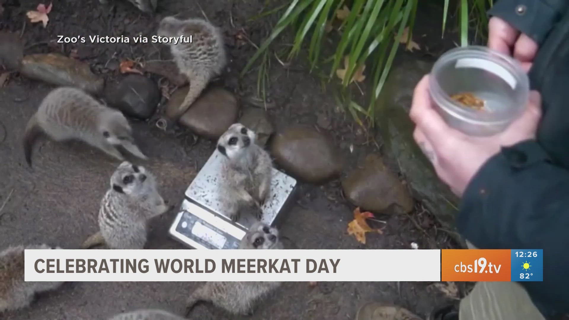 Celebrating World Meerkat Day!