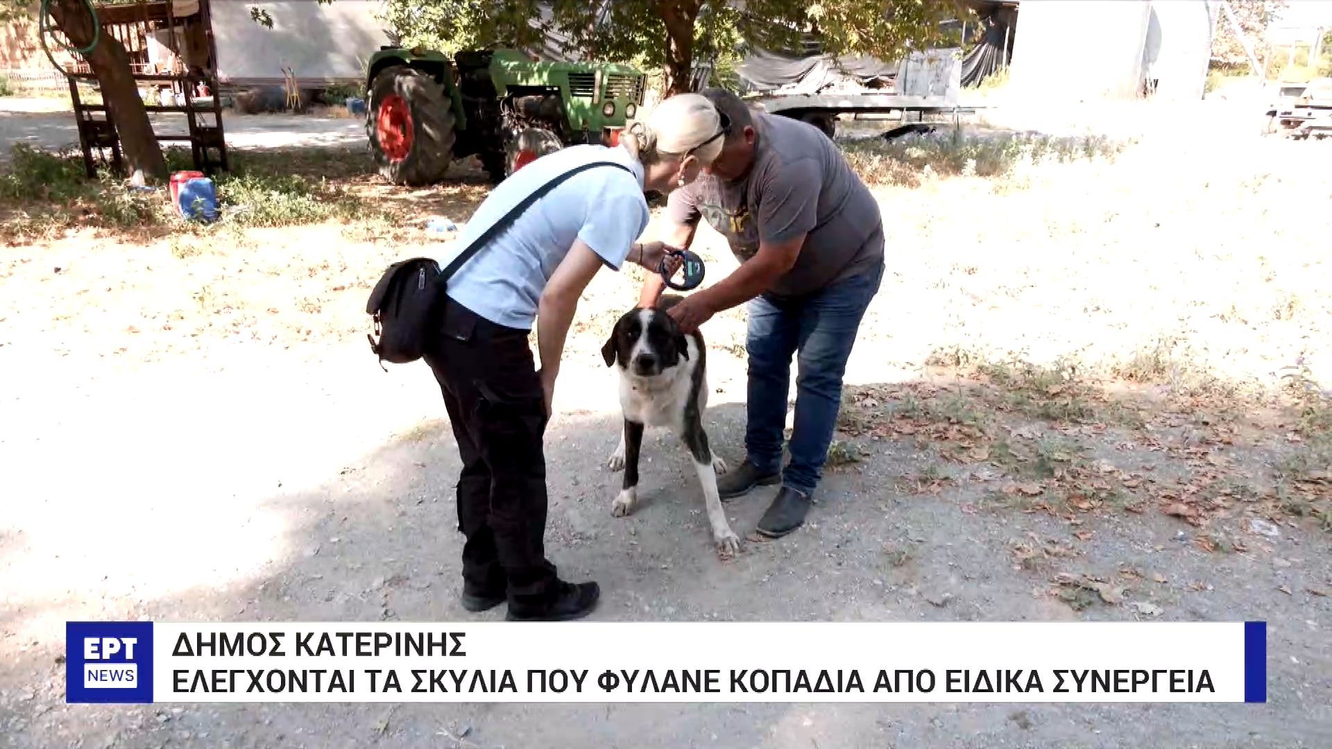 Δήμος Κατερίνης: Ελέγχονται από ειδικά συνεργεία τα σκυλιά που φυλάνε ...