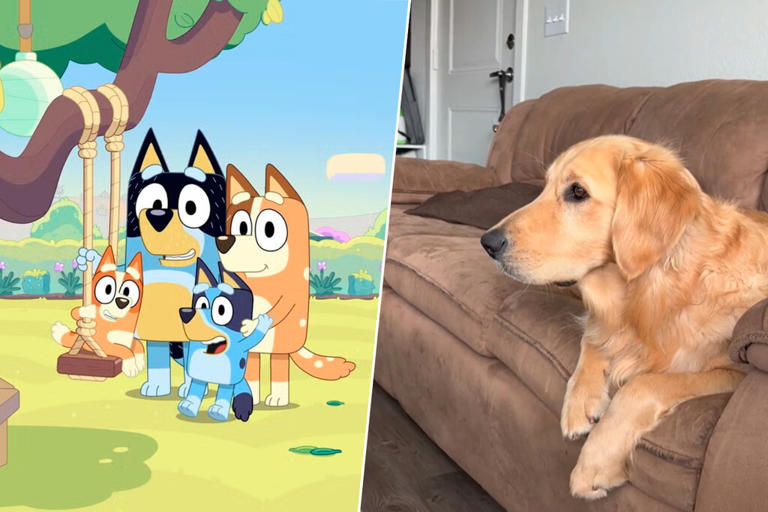 Los perros también pueden disfrutar 'Bluey', y la razón tiene que ver ...