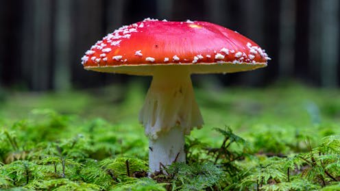 Most plant-friendly fungi are a mystery to scientists