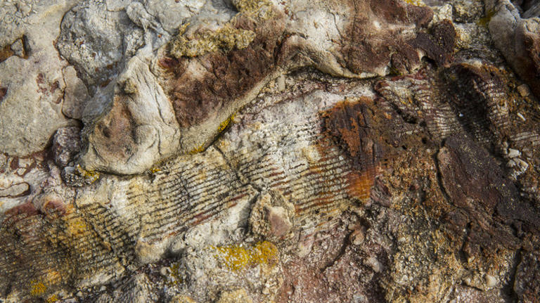 Iowa's Unique Gorge Reveals A 375-Million-Year-Old Ocean Floor Full Of ...
