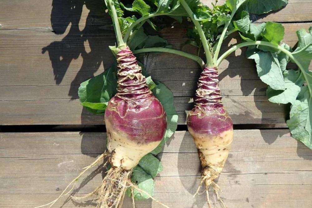 15 Rutabaga Recipes You’ll Actually Crave