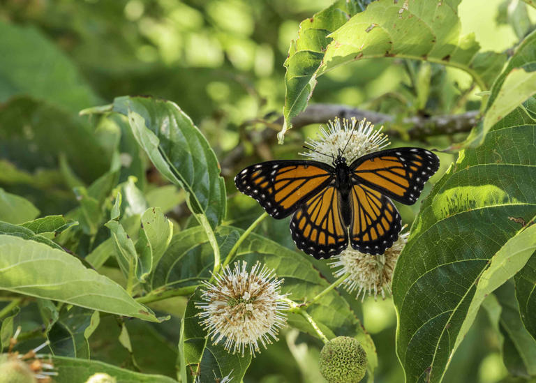 This Shrub Is Ideal for Attracting Butterflies to Your Yard—and It's So ...