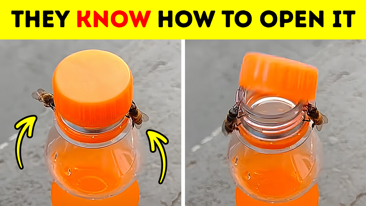 Bees Are So Smart It's Just Frightening