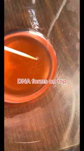 Exploring the Unseen: Life Under the Microscope