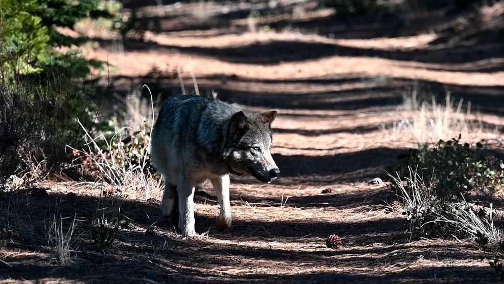 California lethally removes wolves after non-lethal efforts fail to ...