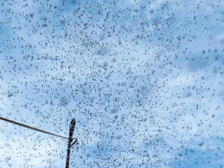 Why is the USDA dropping millions of flies over Texas?