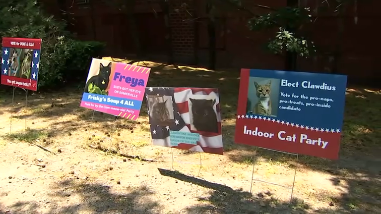Cats are running for mayor of a Mass. bike path. Locals think it's ...