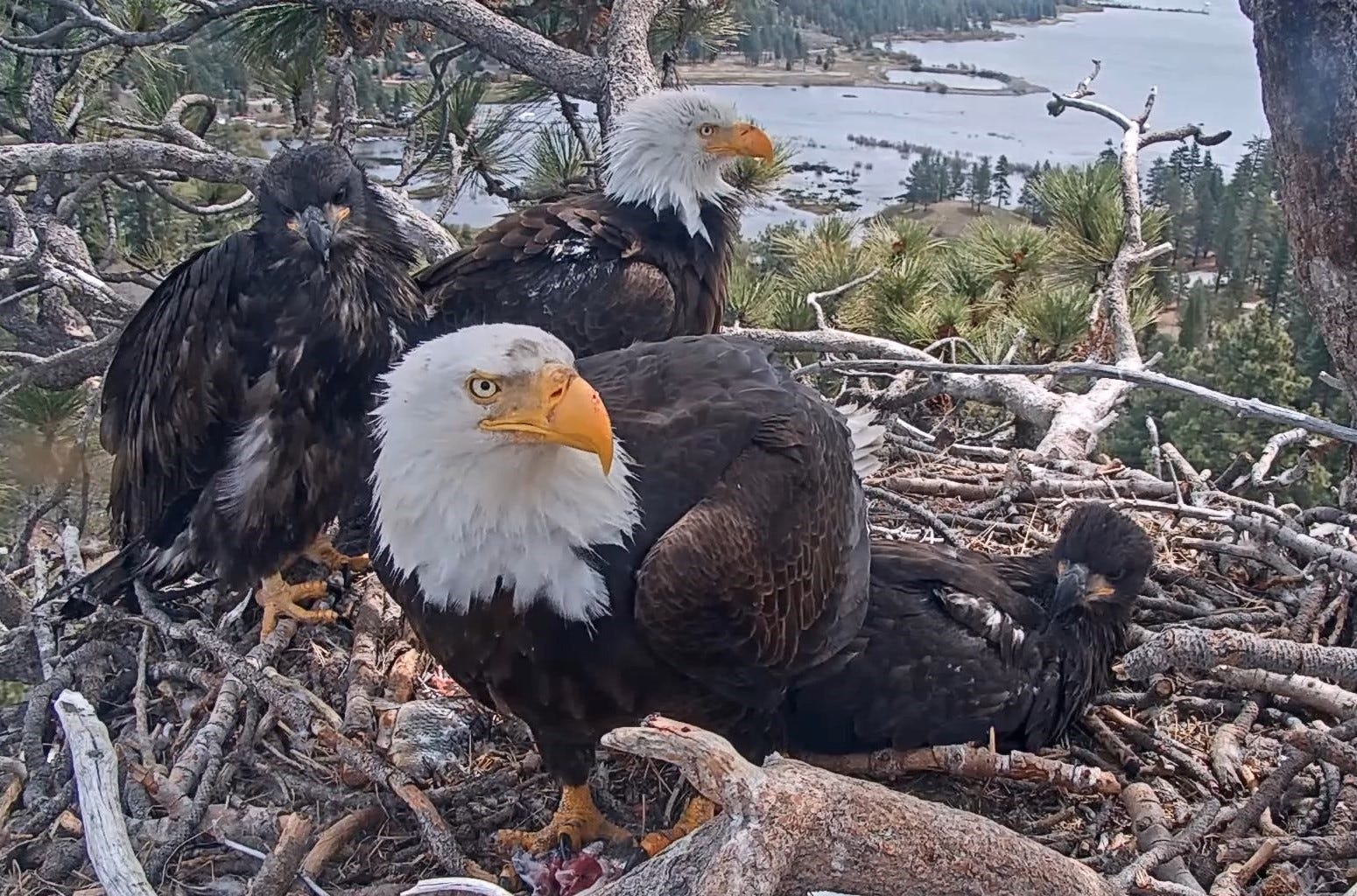 Big Bear bald eagle nest volunteers urge calm amid fury over fireworks ...