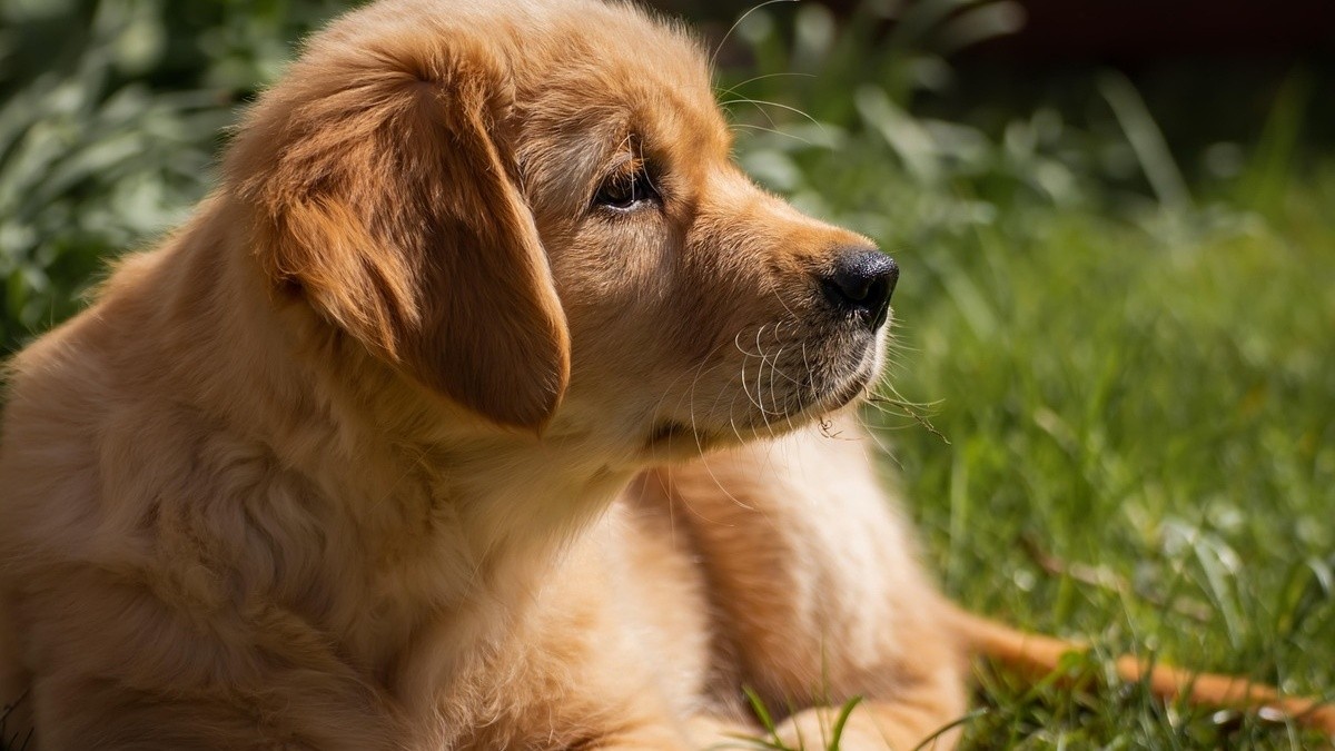 What fruits can dogs safely eat? Safe list and benefits