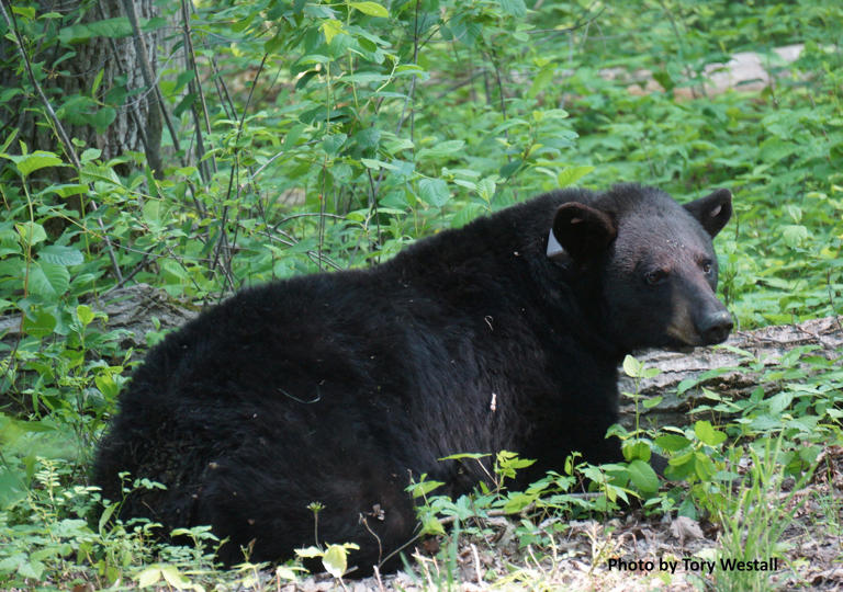 Got black bears in Ohio? Wildlife officials reveal how to stay safe
