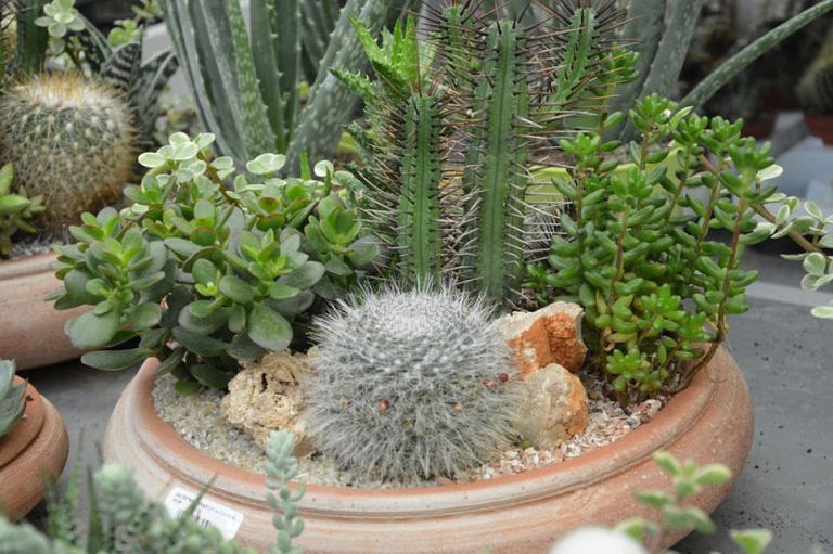 Guía completa para evitar que tus plantas en maceta mueran: cuidados ...